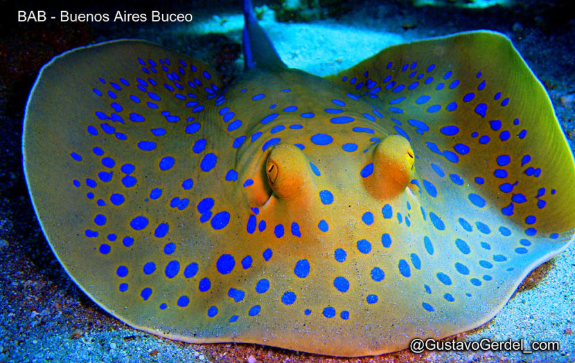 BUCEO CON RAYAS Y MANTA RAYAS. Conoce la diferencia.